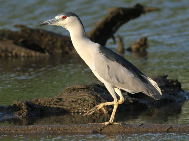 Ron Shields: BCN Heron-palooza @DeKorte | The Meadowlands Nature Blog
