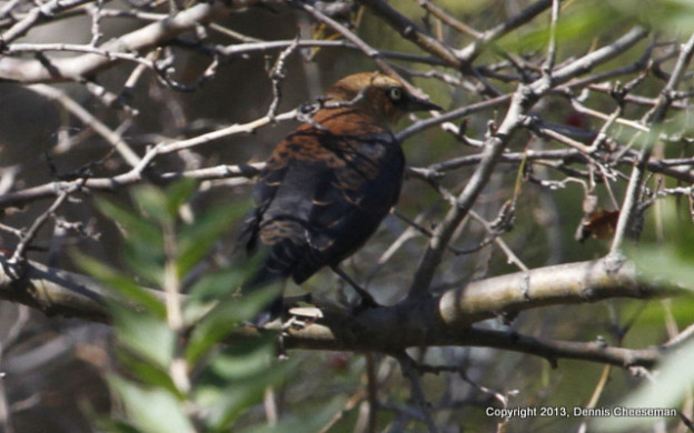 Rusty Blackbirds @ DeKorte | The Meadowlands Nature Blog