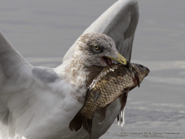 Bird Vs. Fish: Part 1 | The Meadowlands Nature Blog
