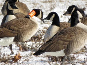 Neck-banded Canada Goose | The Meadowlands Nature Blog