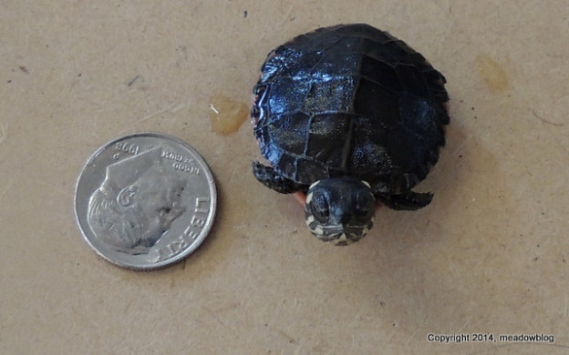 World’s Tiniest Turtle? | The Meadowlands Nature Blog