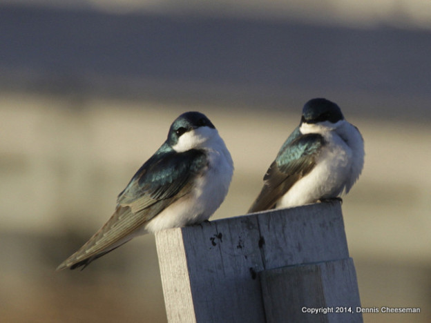 Tree Swallows @ River Barge Park | The Meadowlands Nature Blog