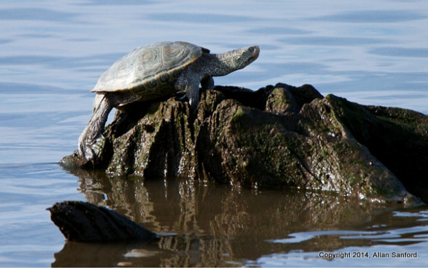 Diamondback Terrapin in Kearny Marsh | The Meadowlands Nature Blog