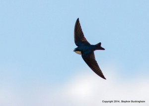 1-America Tree Swallow | The Meadowlands Nature Blog
