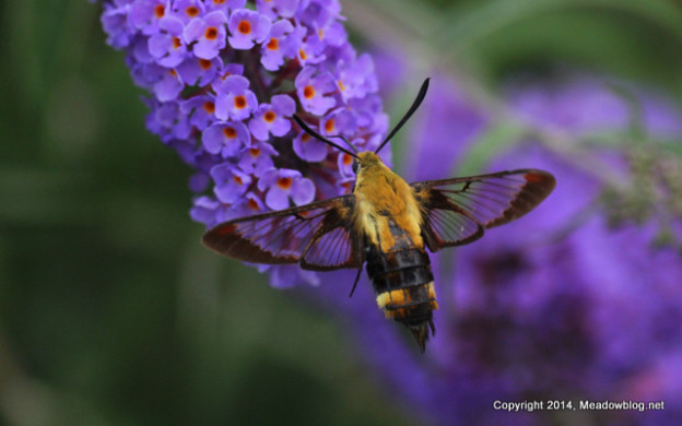 Clear-winged Moth at DeKorte | The Meadowlands Nature Blog