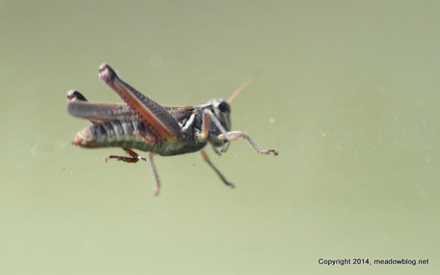 Unusual Glasshopper Photo | The Meadowlands Nature Blog