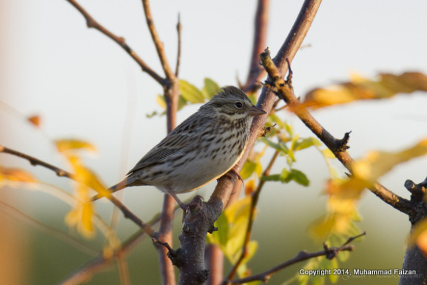More ‘Birds of River Barge Park’ | The Meadowlands Nature Blog