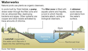 Natural Swimming Pools | The Meadowlands Nature Blog
