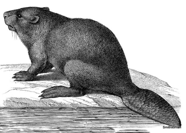 01 | July | 2015 | The Meadowlands Nature Blog