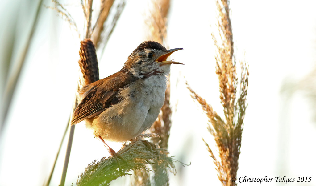 30 | July | 2015 | The Meadowlands Nature Blog