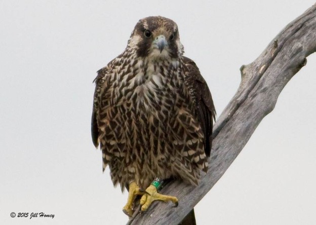Fledgling Peregrine | The Meadowlands Nature Blog