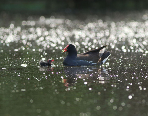 Moorhen mom and fledgling in marsh | The Meadowlands Nature Blog