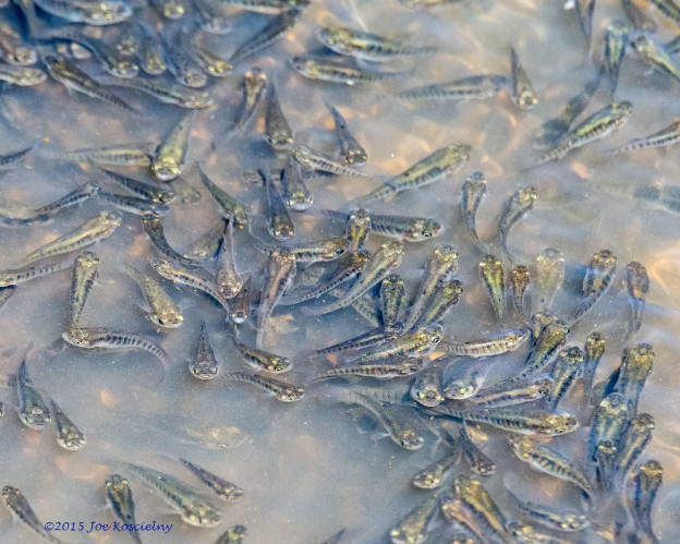 Fish at low tide MCM 9.6.15 | The Meadowlands Nature Blog