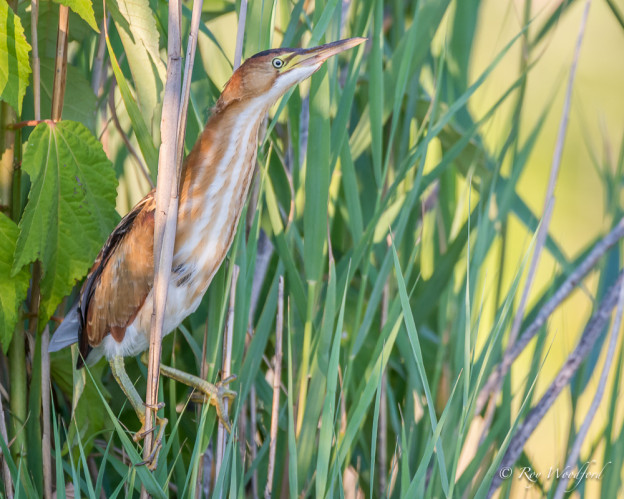 Least Bitterns Galore! | The Meadowlands Nature Blog