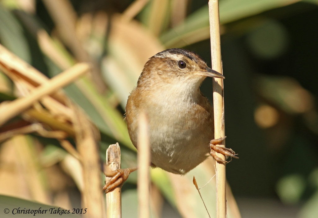Marsh Wren 12 | The Meadowlands Nature Blog