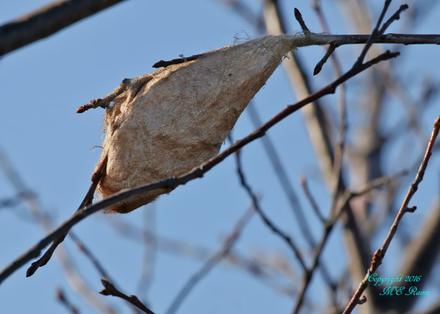Moth Cecropia Cocoon 002f MCM Mdwlnds NJ 012116 OK FLICKR | The ...