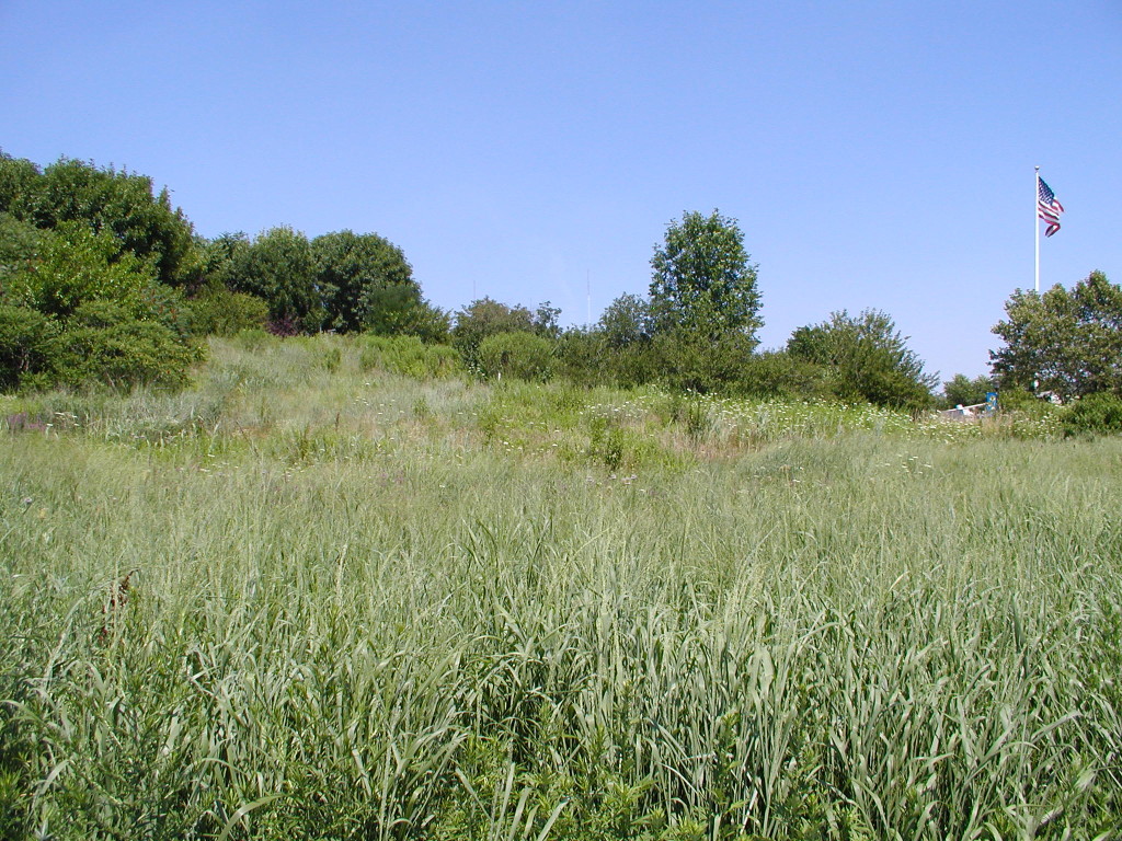 Don Torino’s Life in the Meadowlands: Native Grasses for the Backyard ...
