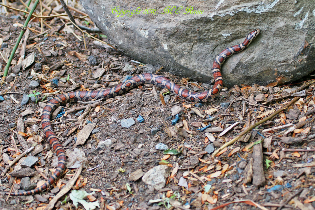 Slithery and Stunning | The Meadowlands Nature Blog