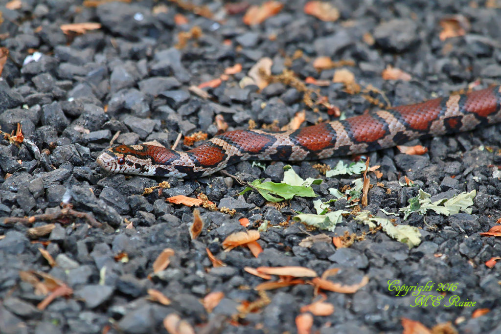 Slithery and Stunning | The Meadowlands Nature Blog