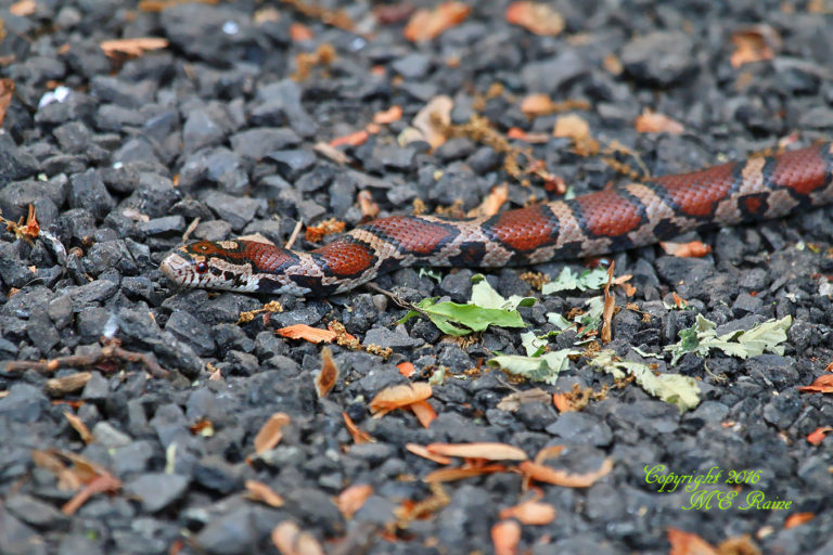 Slithery and Stunning | The Meadowlands Nature Blog