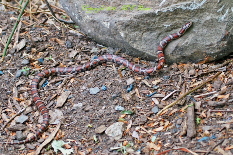 Slithery and Stunning | The Meadowlands Nature Blog