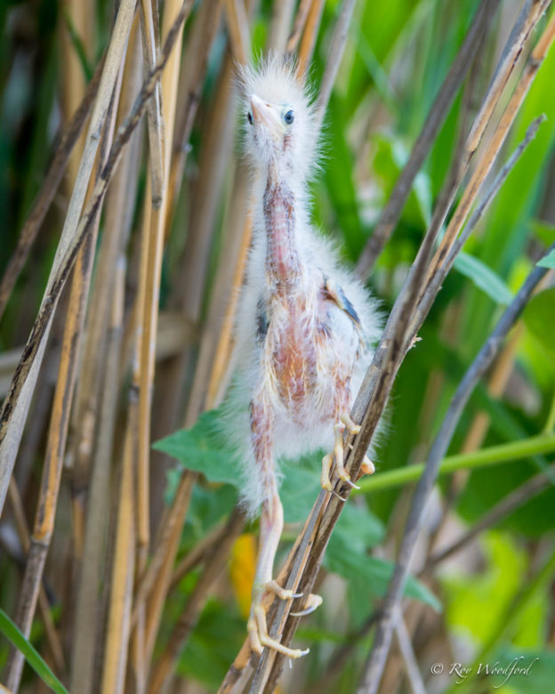Baby Bittern! | The Meadowlands Nature Blog