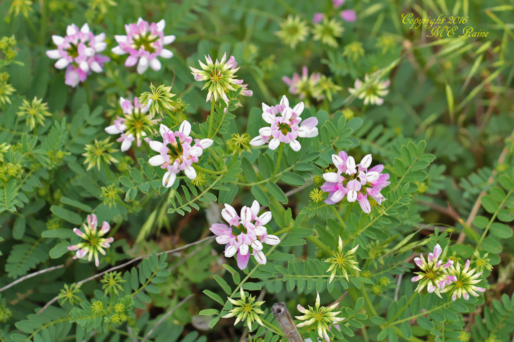 Flora and Fauna Part 2 | The Meadowlands Nature Blog