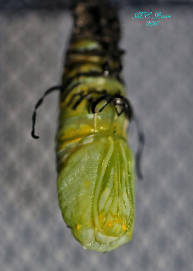 The Amazing Journey Part 2: The transformation from caterpillar to ...