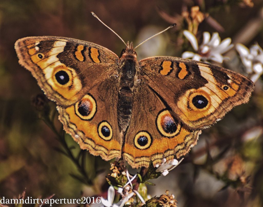 Great Eagle and Butterfly Photos! | The Meadowlands Nature Blog