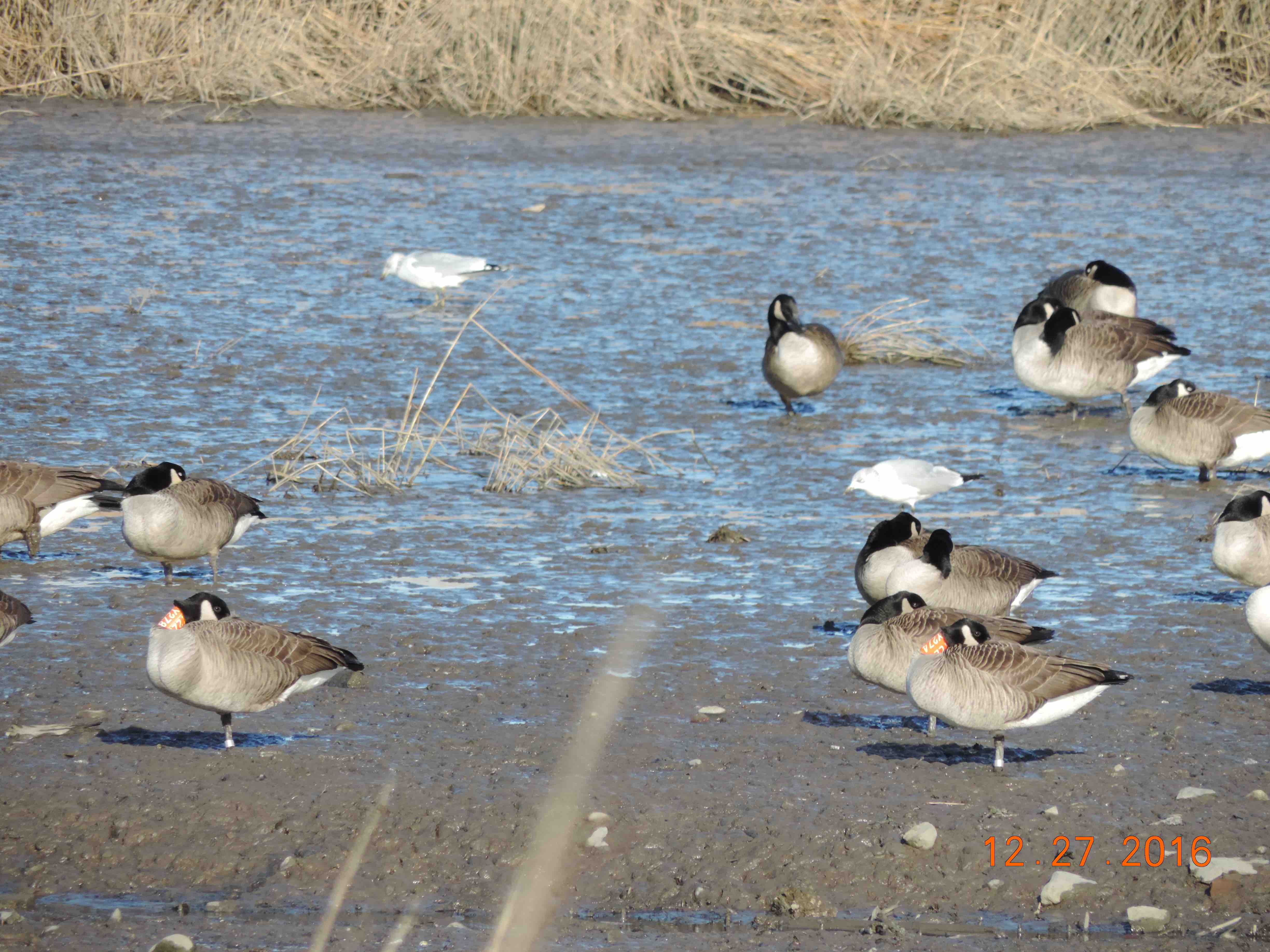Banded Geese Identified | The Meadowlands Nature Blog