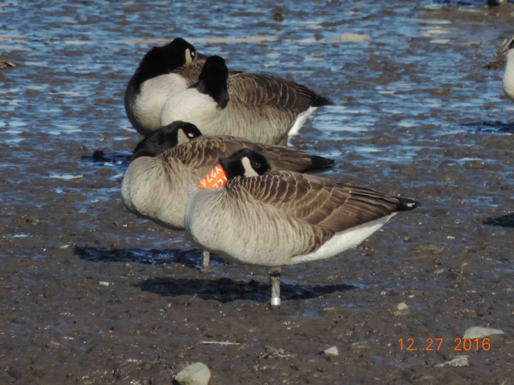 Banded Geese Identified | The Meadowlands Nature Blog
