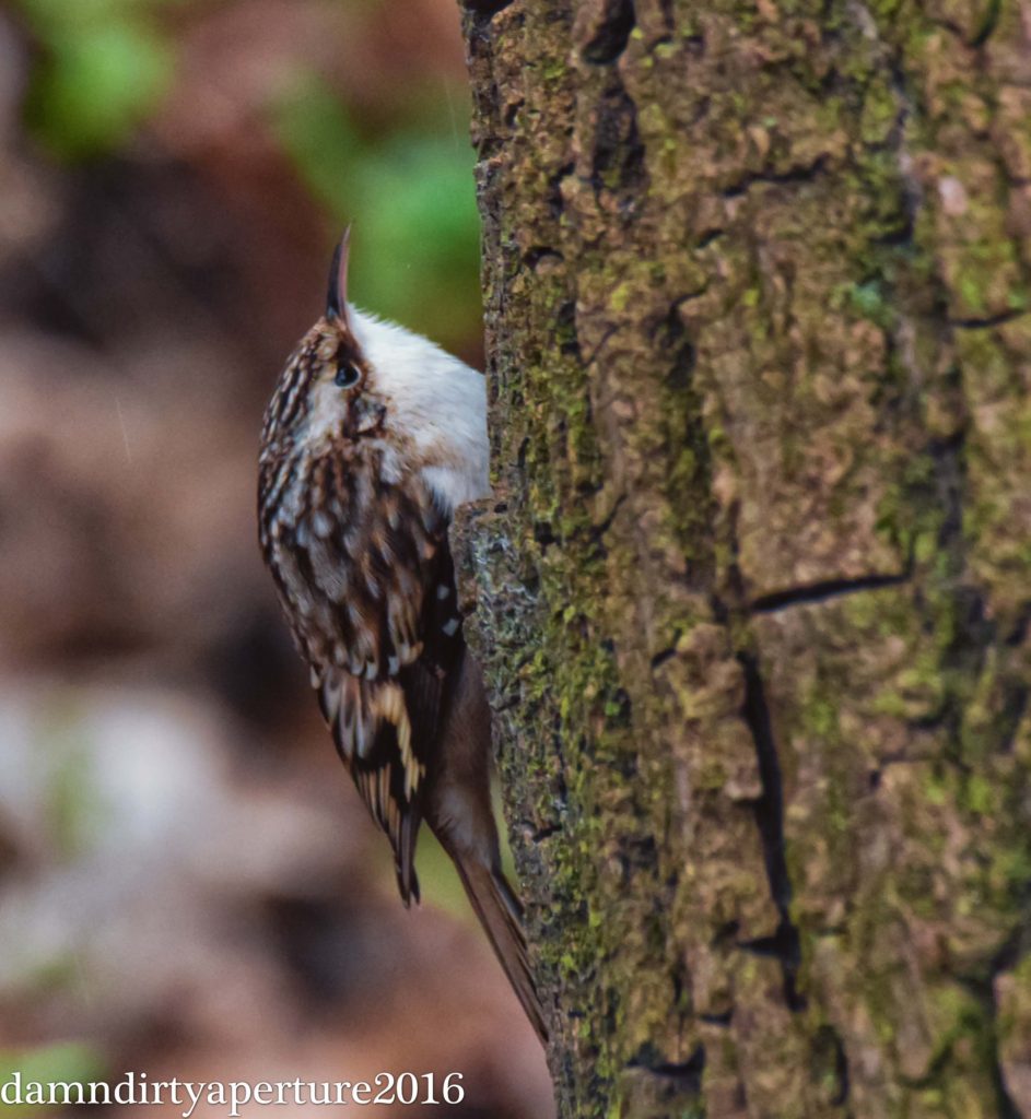 Creeper Climbing | The Meadowlands Nature Blog
