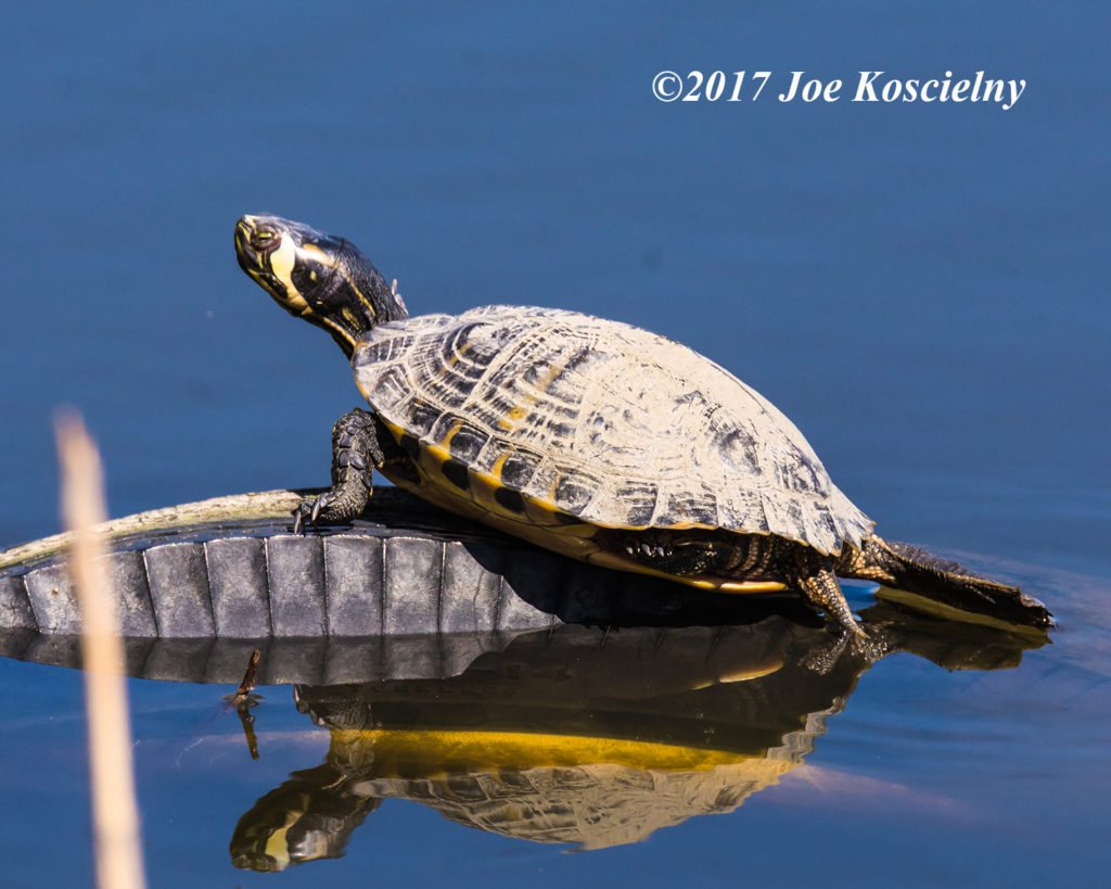 DeKorte Walk Photos Part 1 of 2 | The Meadowlands Nature Blog