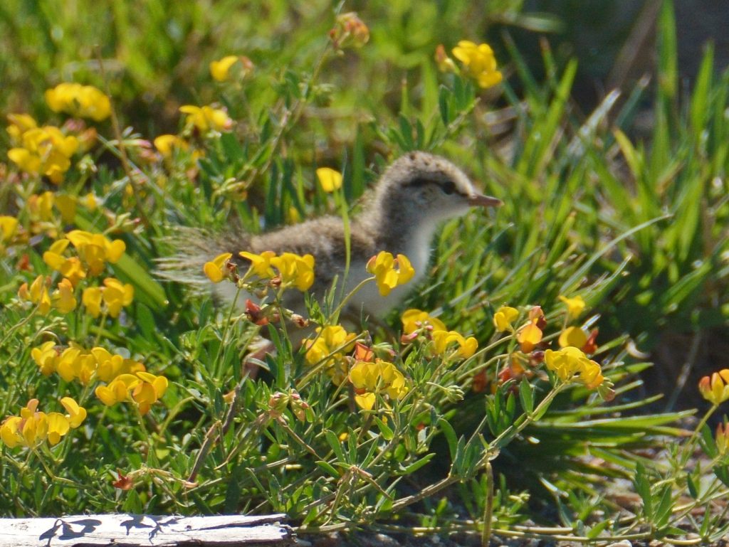 Cute Baby Sandpipers | The Meadowlands Nature Blog