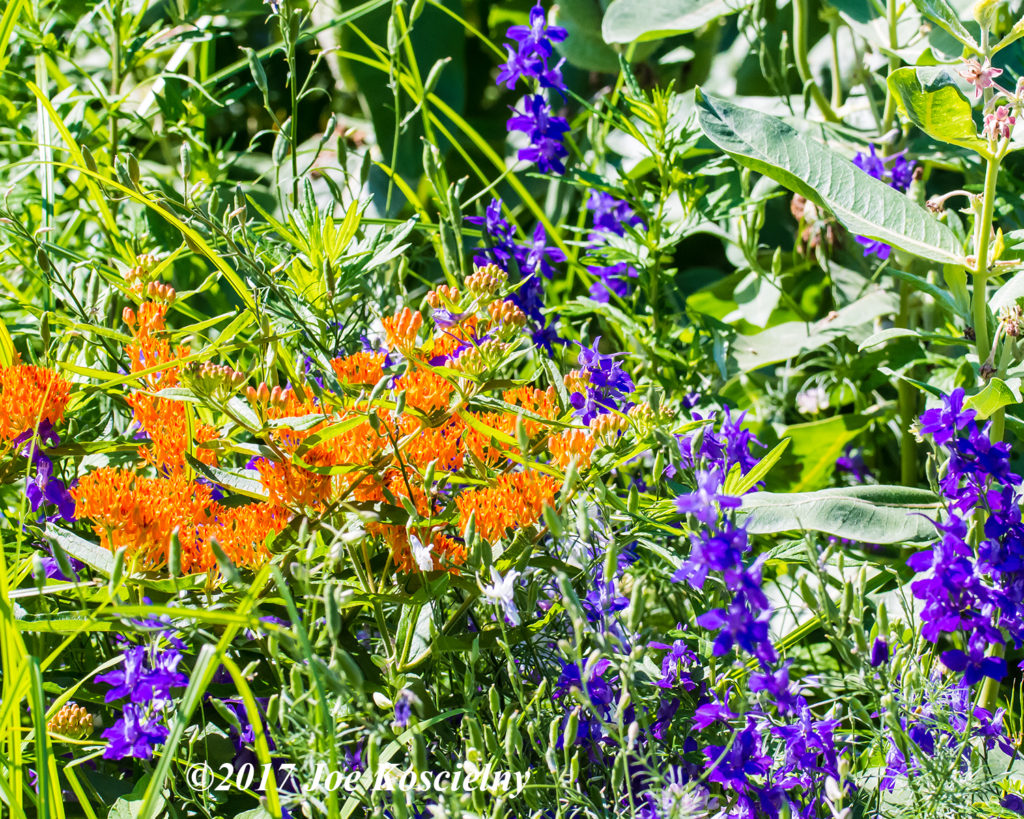 Native Plant Walk Photos | The Meadowlands Nature Blog