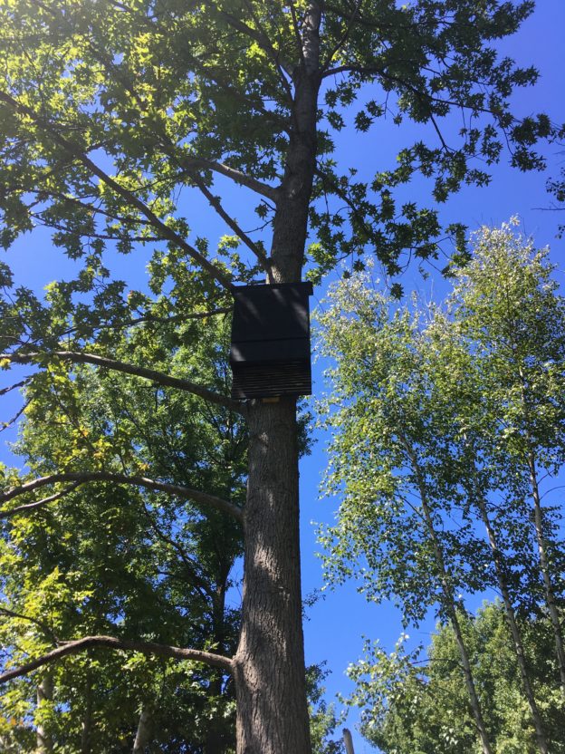 Helping Meadowlands Bats! | The Meadowlands Nature Blog