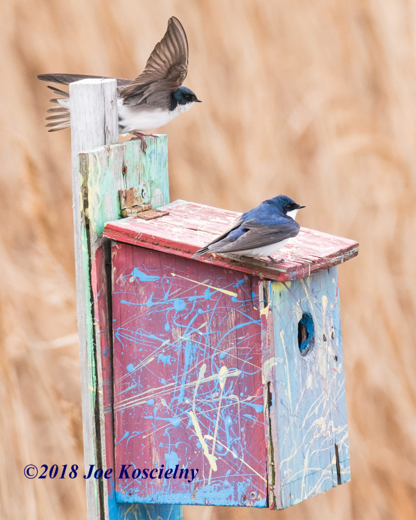 Gotta Love Those Tree Swallows | The Meadowlands Nature Blog