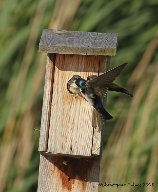 Tree Swallows Love Their Meadowlands Home | The Meadowlands Nature Blog