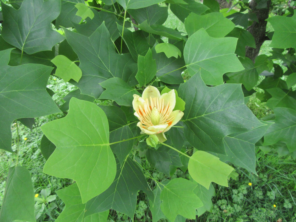DeKorte Tulip Tree In Bloom | The Meadowlands Nature Blog