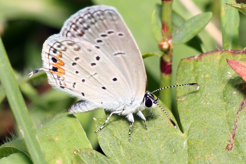 Butterflies Abound On Butterfly Day | The Meadowlands Nature Blog