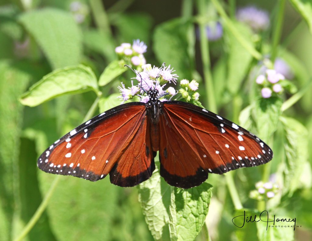 Rare Queen Butterfly Spotted in DeKorte Park! | The Meadowlands Nature Blog