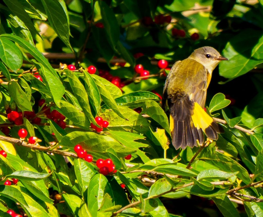 Afternoon Photos | The Meadowlands Nature Blog