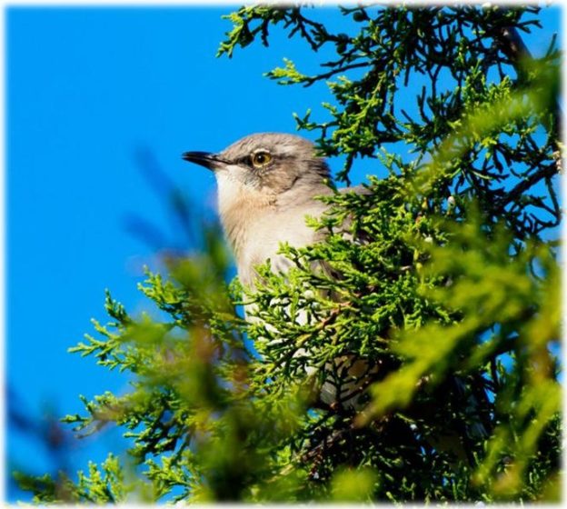 Birds of Different Feathers | The Meadowlands Nature Blog
