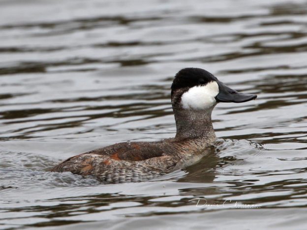 A Plethora of Fantastic Photos | The Meadowlands Nature Blog