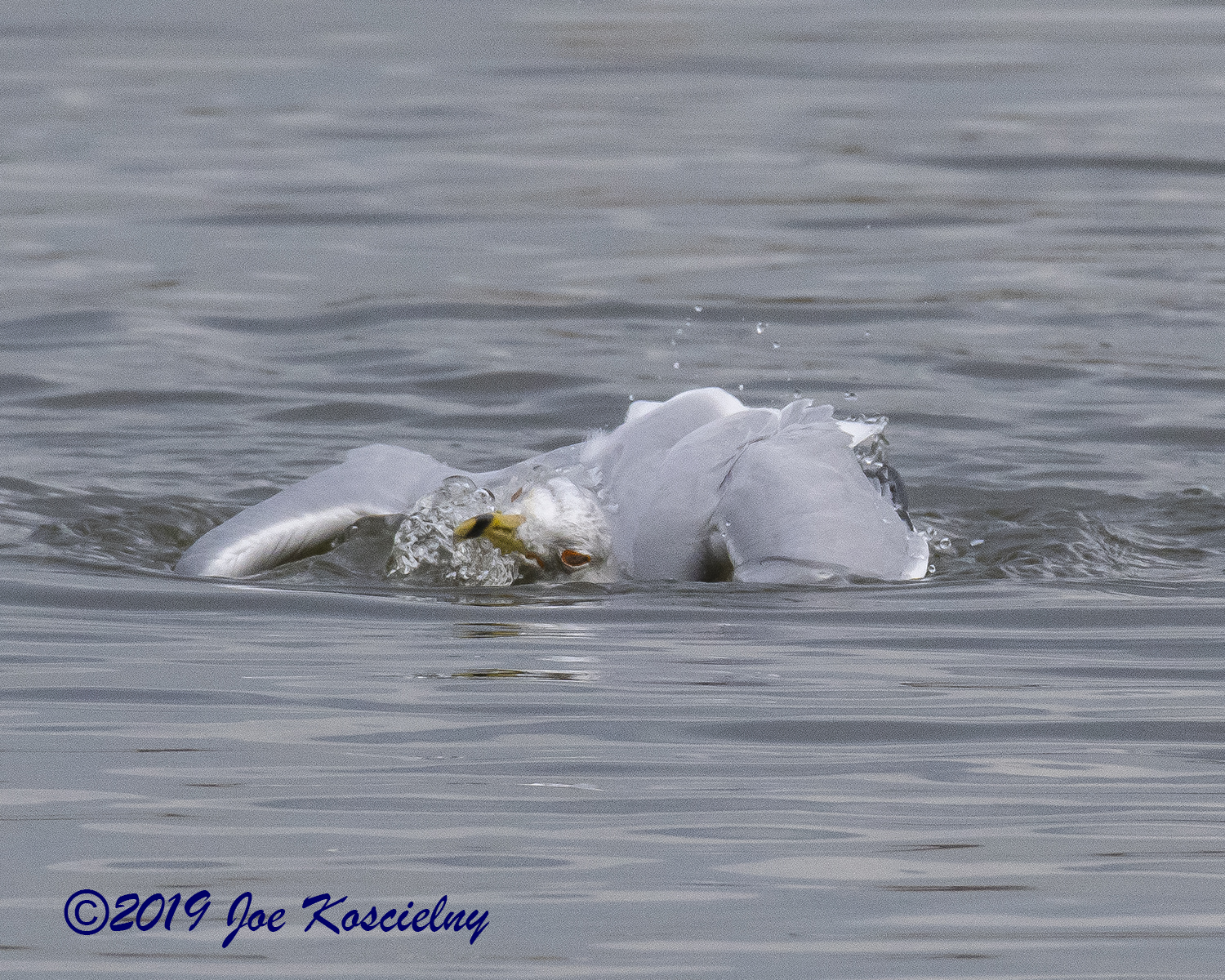 Splish Splash | The Meadowlands Nature Blog