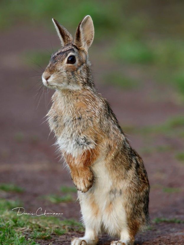 A Rabbit With Excellent Posture | The Meadowlands Nature Blog