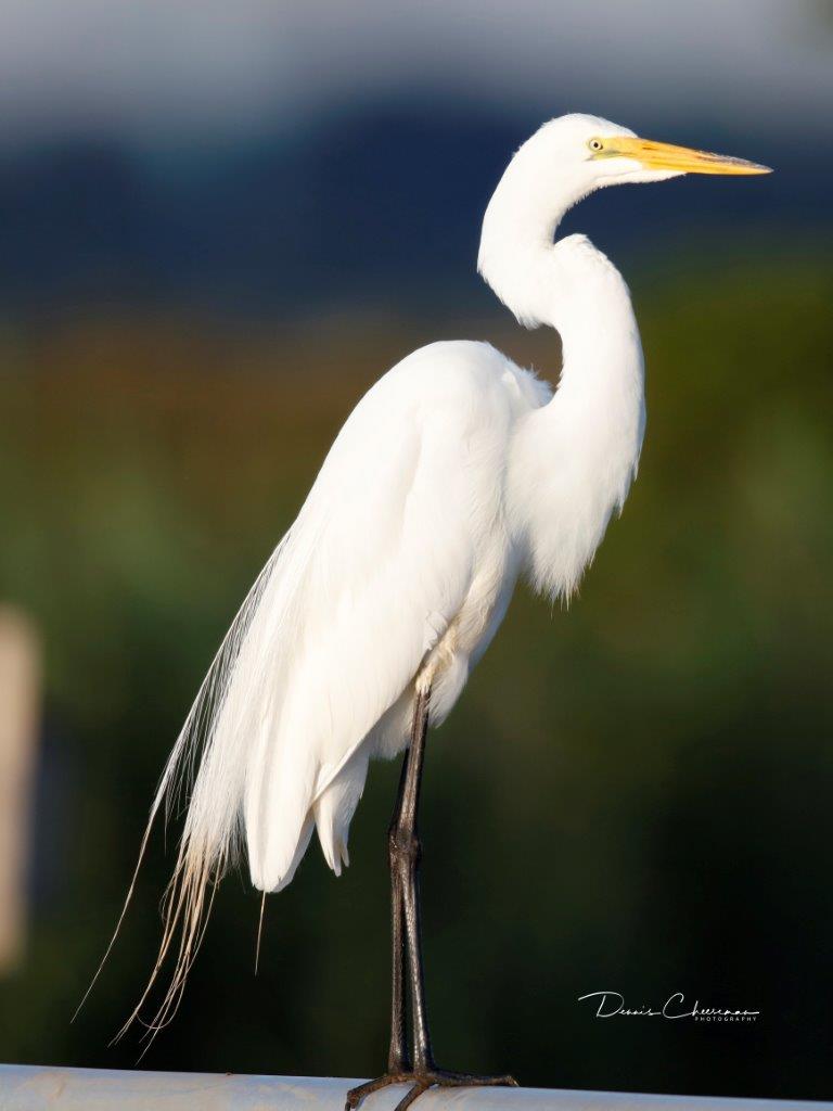 That’s Some Head of Hair! | The Meadowlands Nature Blog