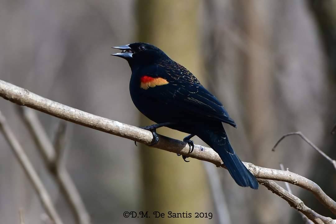 Don Torino’s Life in the Meadowlands: Our Favorite Bird | The ...