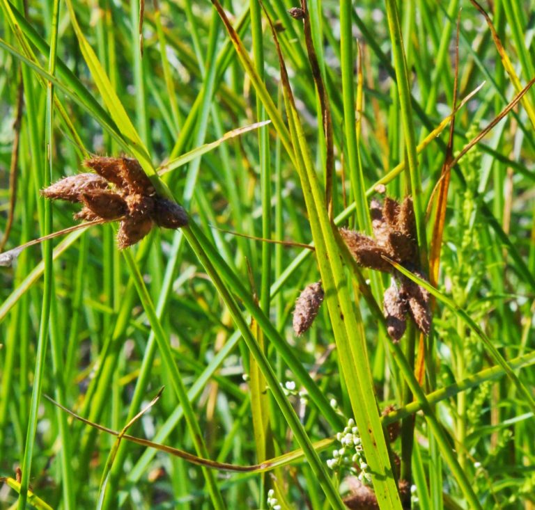 Skeetkill Creek Marsh Scenery! | The Meadowlands Nature Blog