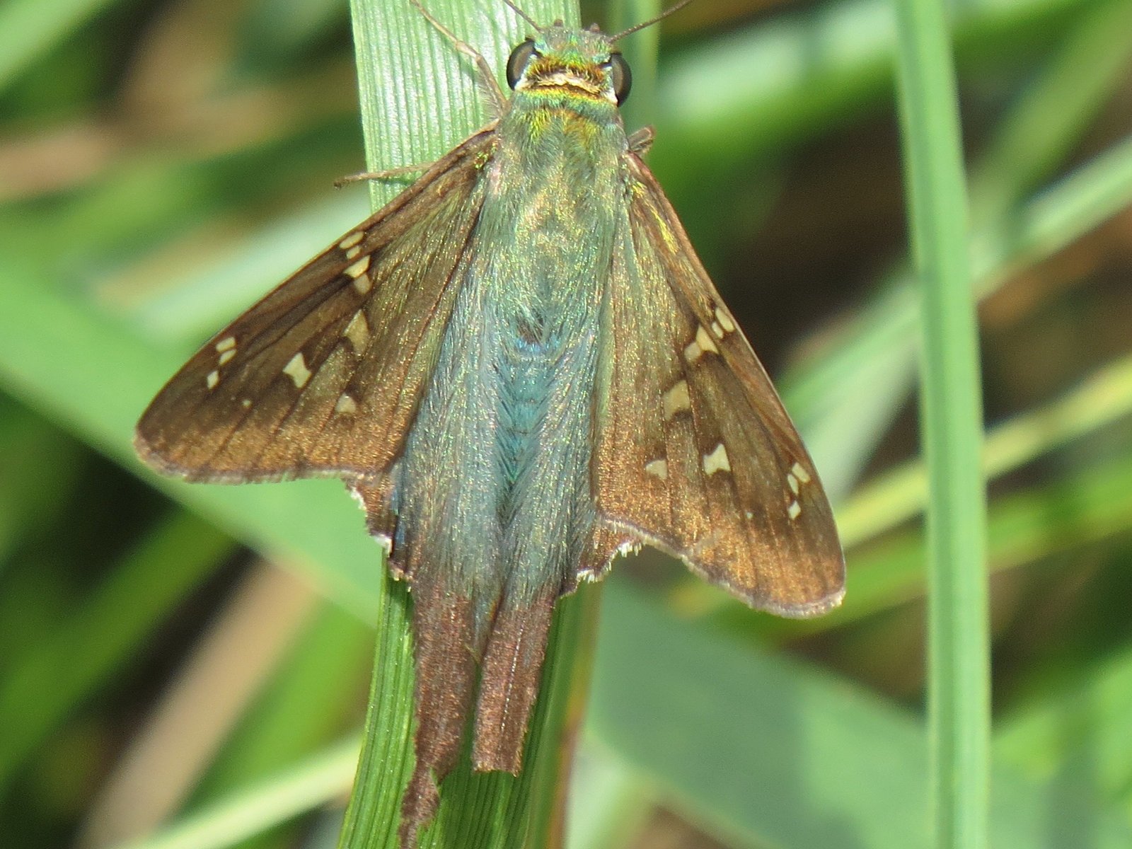 Extremely Rare Long-tailed Skipper Spotted at DeKorte Park!!! | The ...